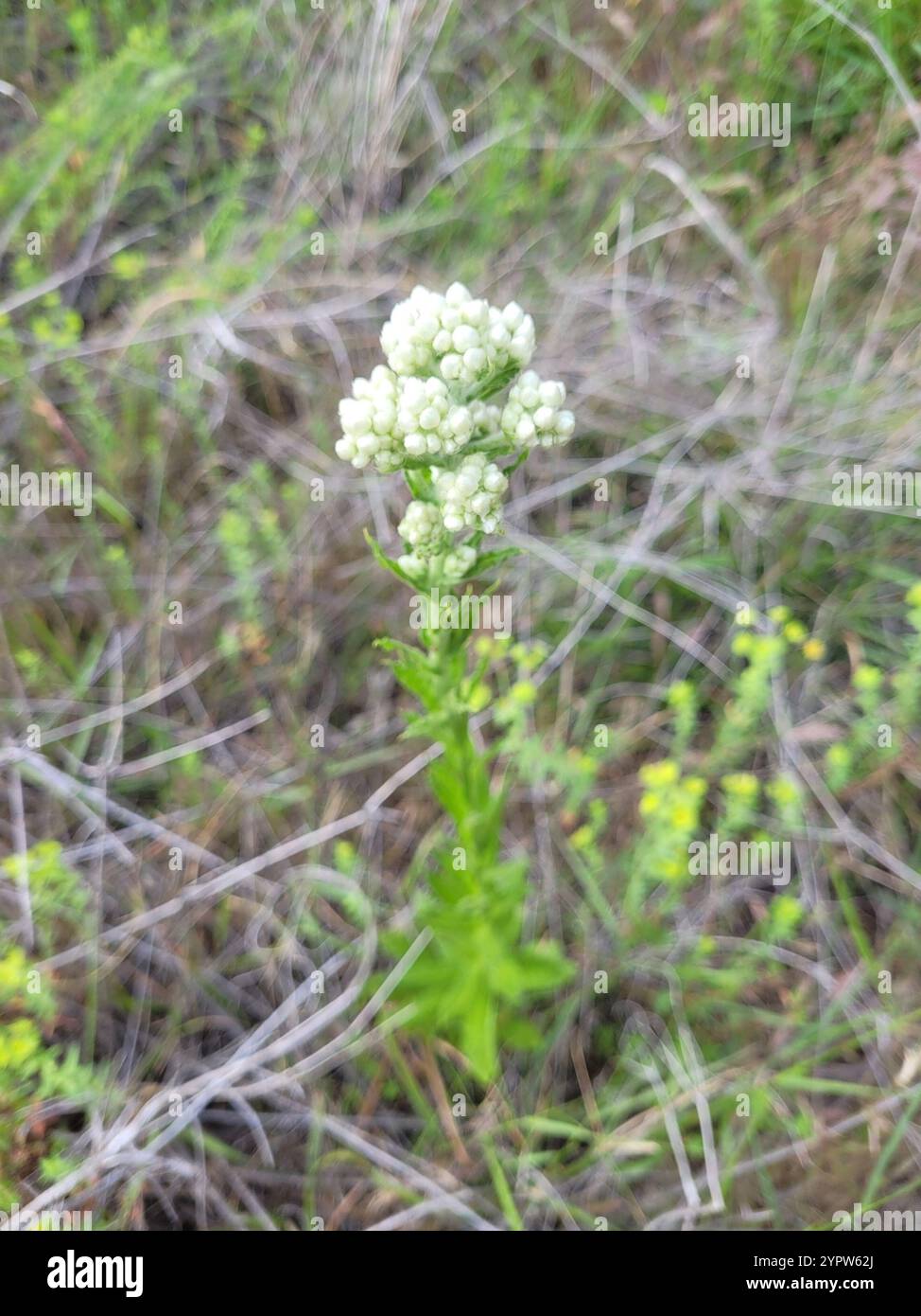 California cudweed (Pseudognaphalium californicum Stock Photo - Alamy