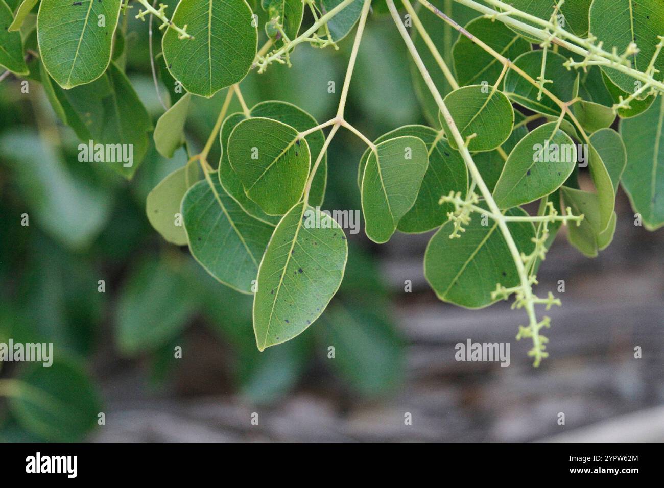 Poisonwood hi-res stock photography and images - Alamy