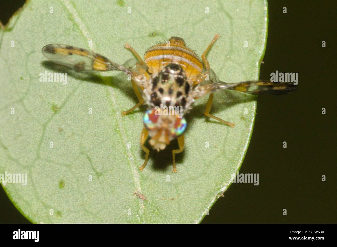 Mediterranean Fruit Fly (Ceratitis capitata Stock Photo - Alamy
