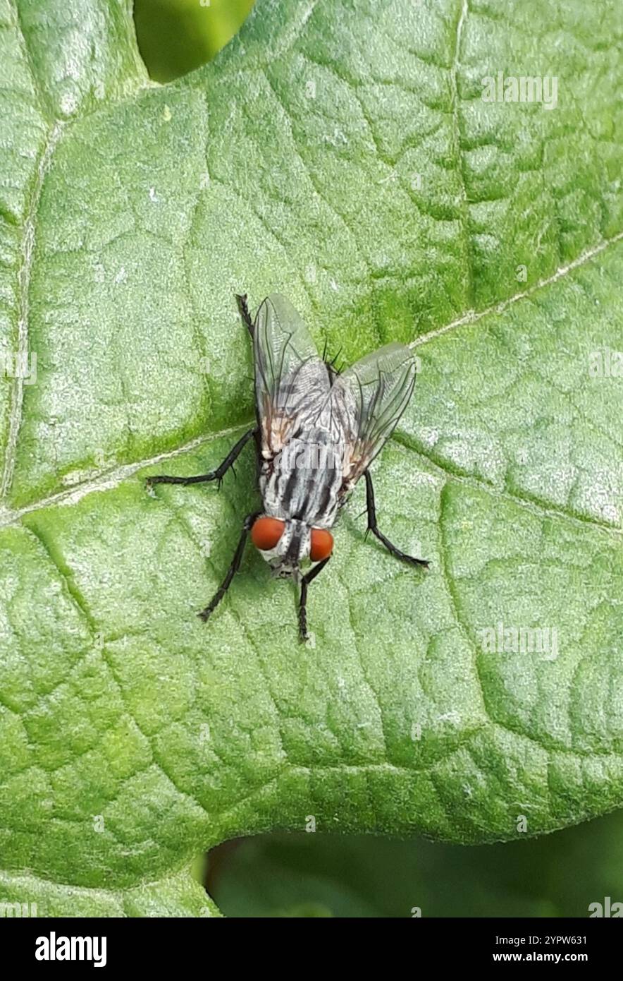 Common Flesh Flies (Sarcophaga Stock Photo - Alamy