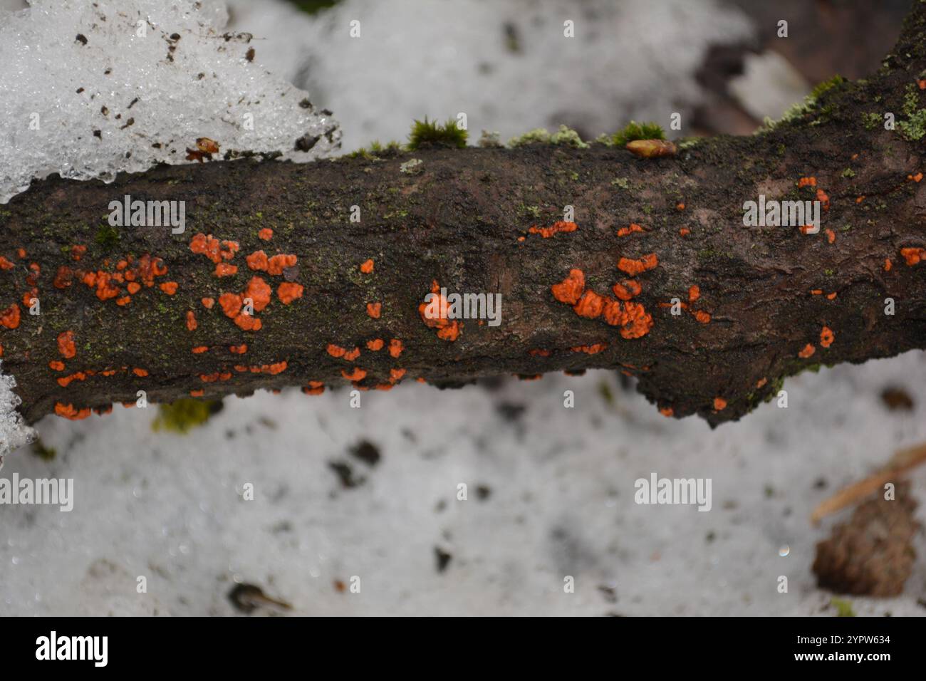 Red Tree Brain Fungus (Peniophora rufa Stock Photo - Alamy