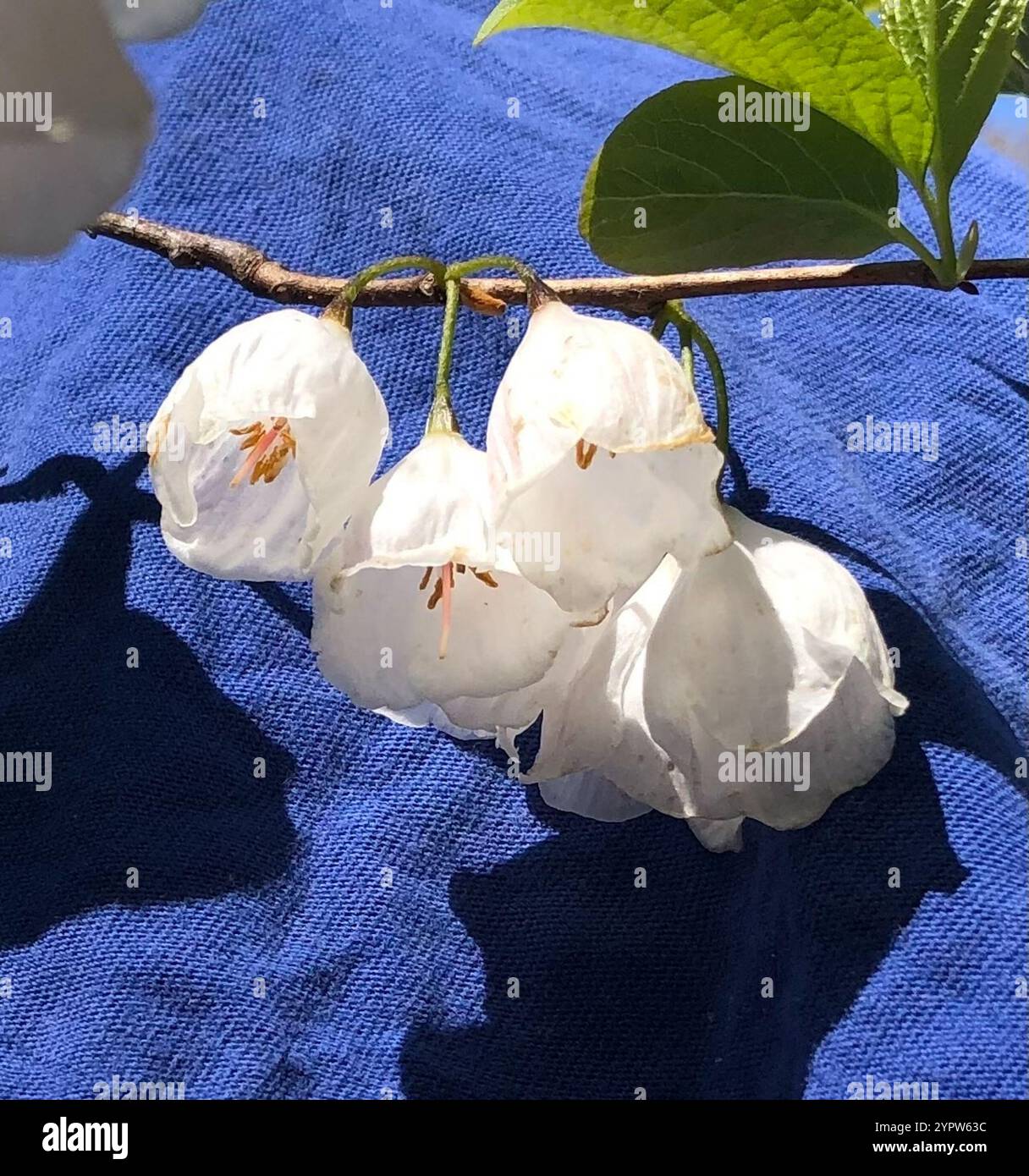 mountain silverbell (Halesia tetraptera Stock Photo - Alamy