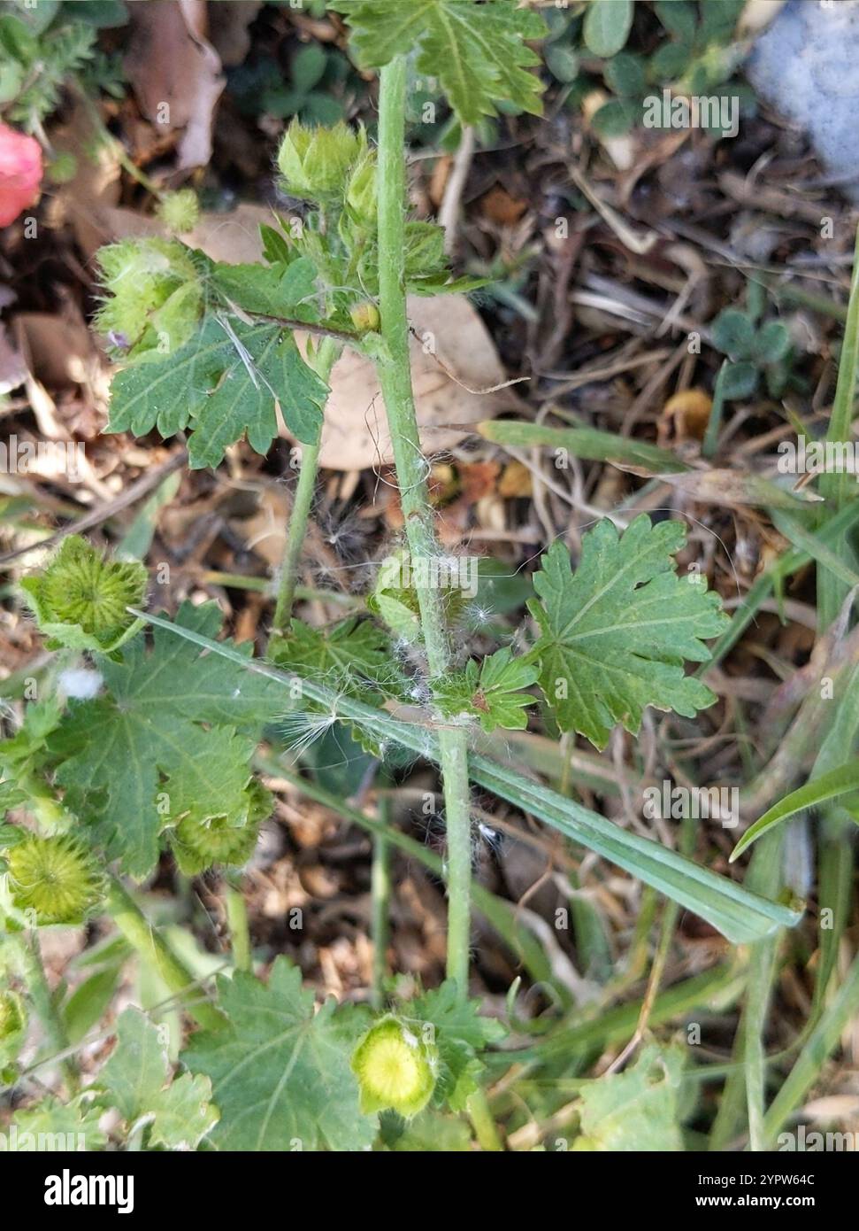 Carolina Bristlemallow (Modiola caroliniana Stock Photo - Alamy