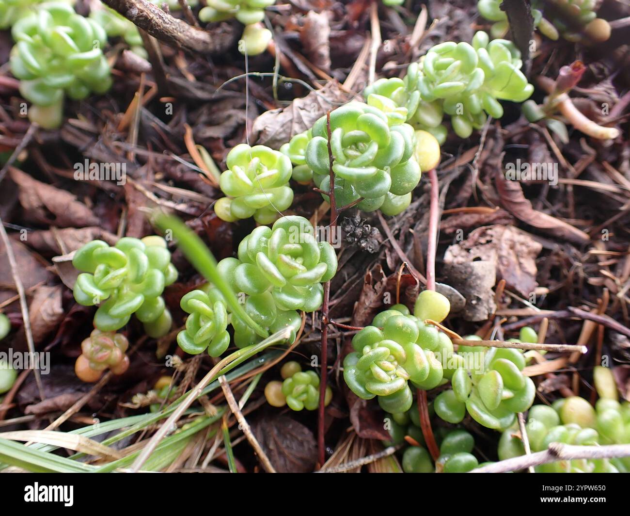 Oregon Stonecrop (Sedum oreganum Stock Photo - Alamy