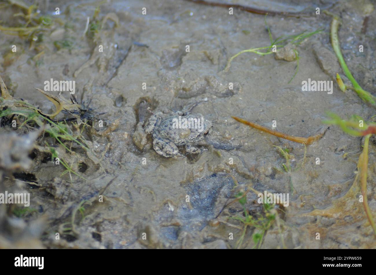 Common Midwife Toad (Alytes obstetricans Stock Photo - Alamy