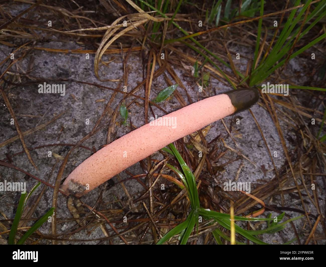 Devil's Stinkhorn (Phallus rubicundus Stock Photo - Alamy