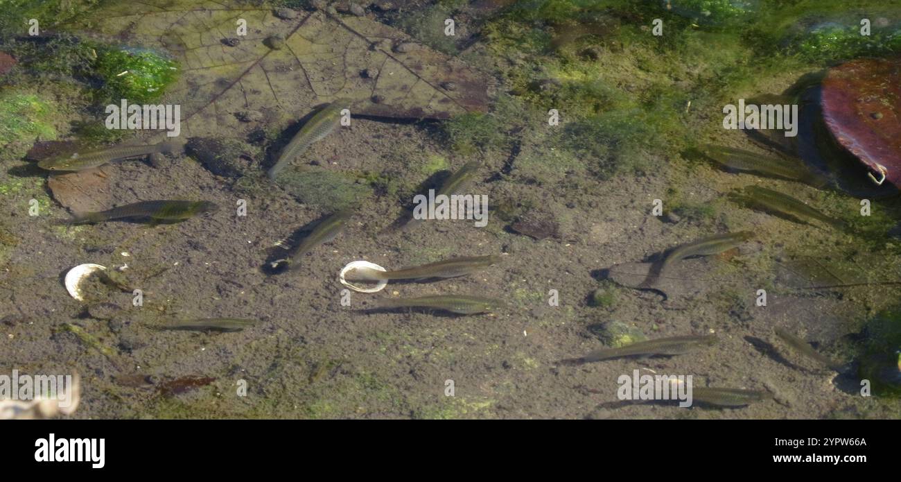 Western Mosquitofish (Gambusia affinis Stock Photo - Alamy