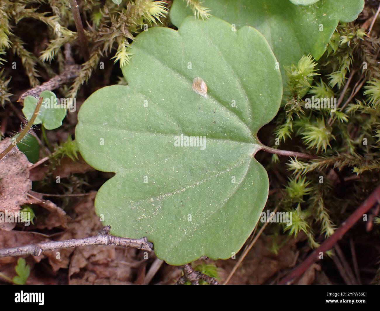 Nuttall's toothwort (Cardamine nuttallii Stock Photo - Alamy