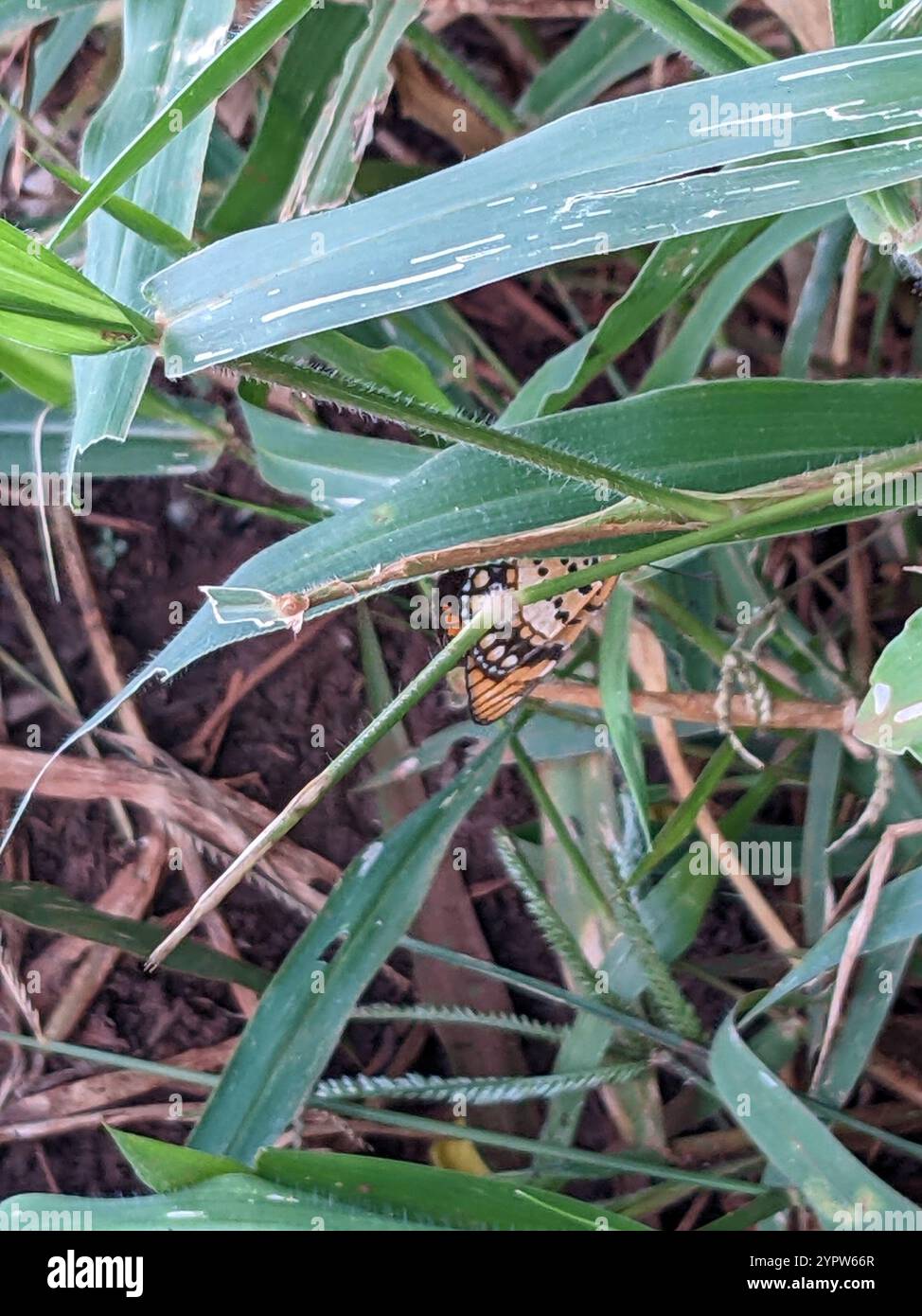 African Joker (Byblia anvatara Stock Photo - Alamy