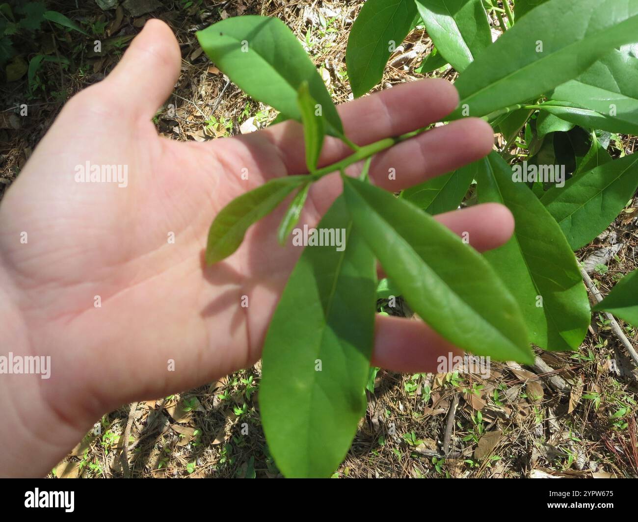 Sweetleaf (Symplocos tinctoria Stock Photo - Alamy
