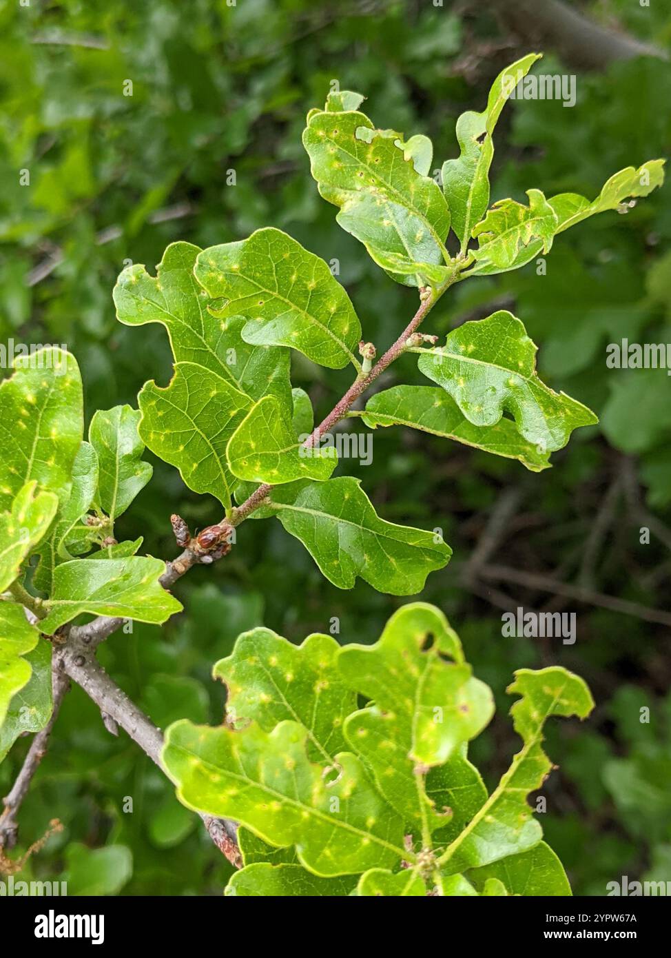 Oak Gall Wasps (Cynipini Stock Photo - Alamy