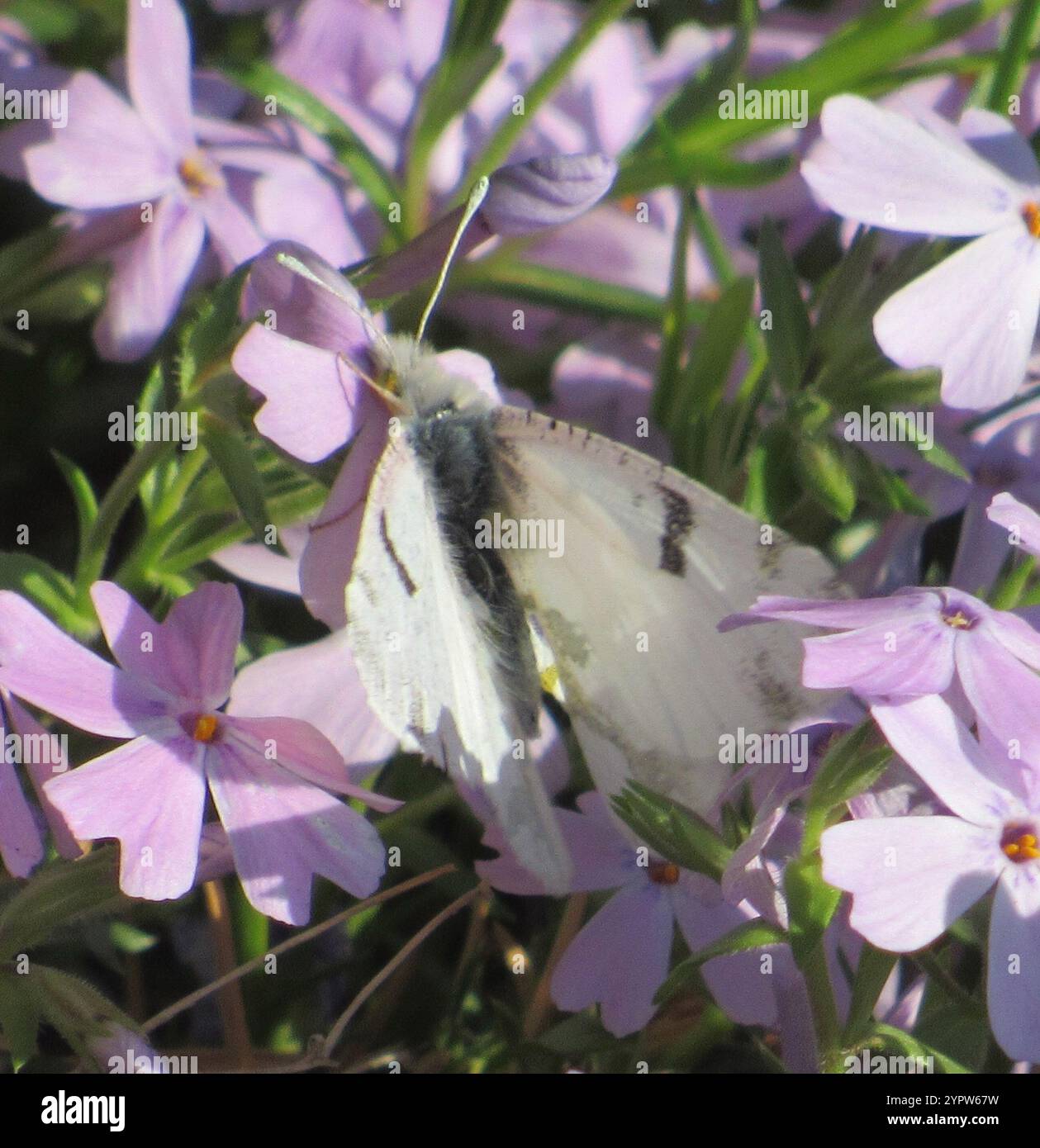 Olympia Marble (Euchloe olympia Stock Photo - Alamy