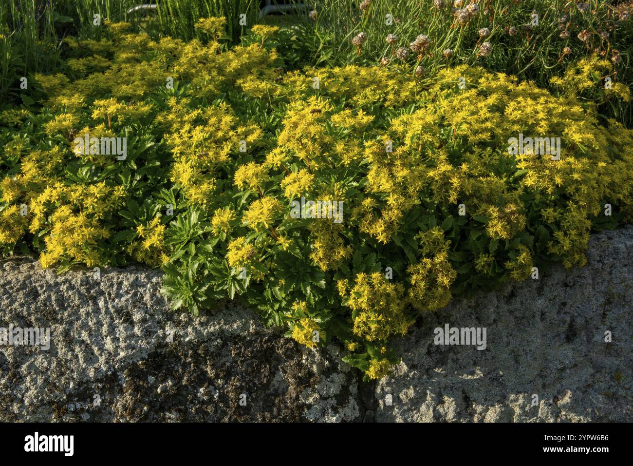 Aizoon stonecrops hi-res stock photography and images - Alamy