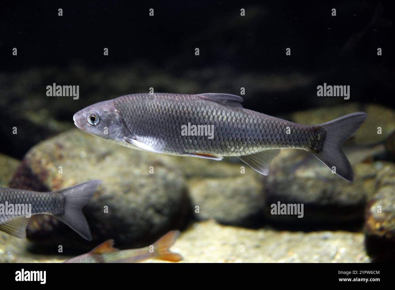 Freshwater bream hi-res stock photography and images - Alamy