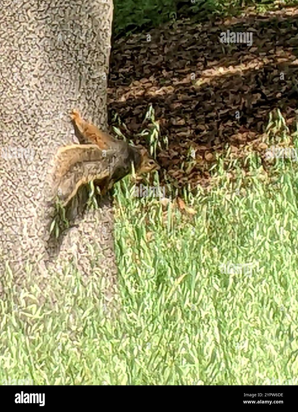Eastern Fox Squirrel (Sciurus niger Stock Photo - Alamy