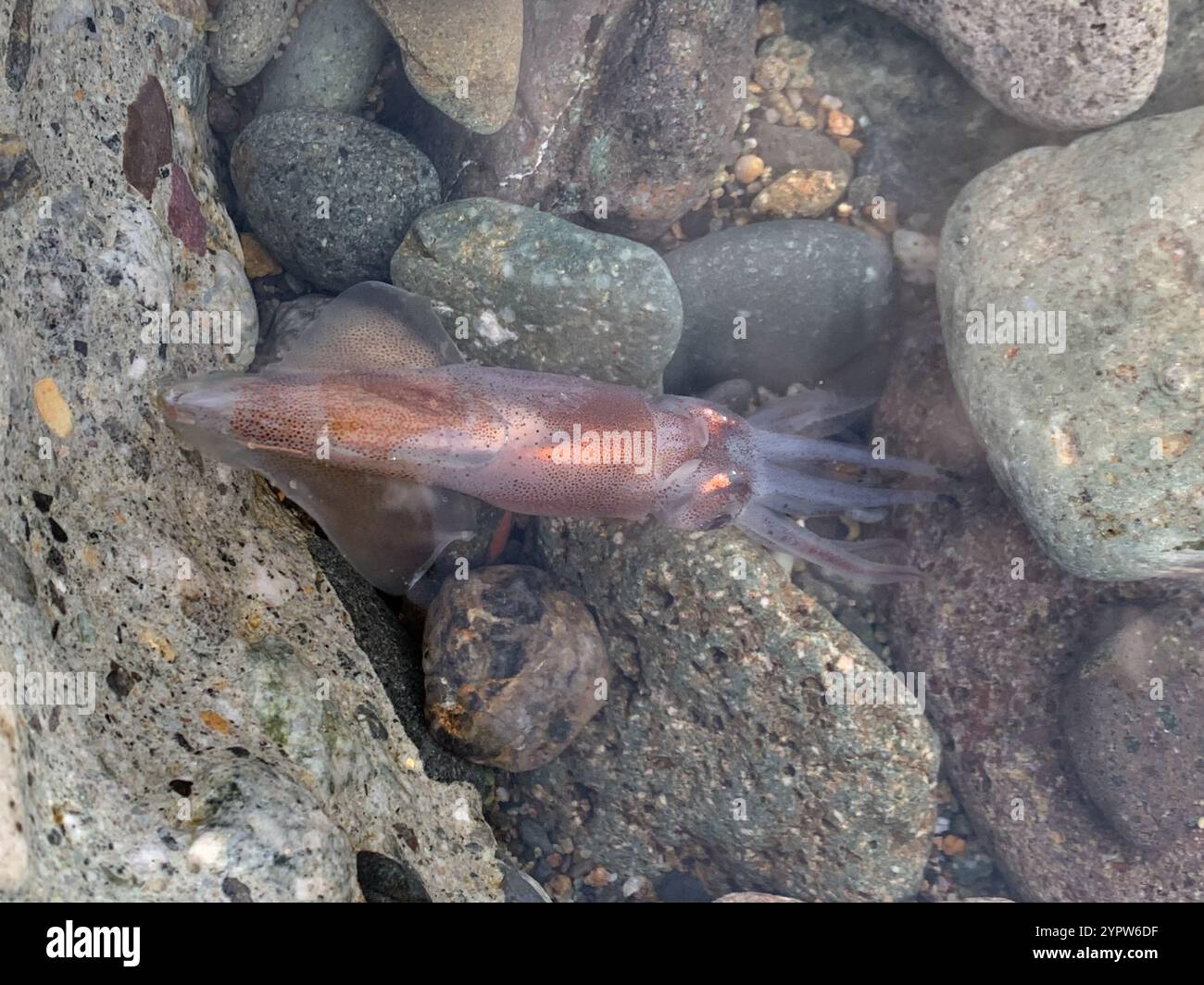 Firefly Squid (Watasenia scintillans Stock Photo - Alamy