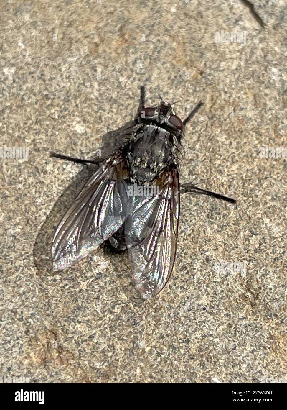 Vagabond cluster fly hi-res stock photography and images - Alamy