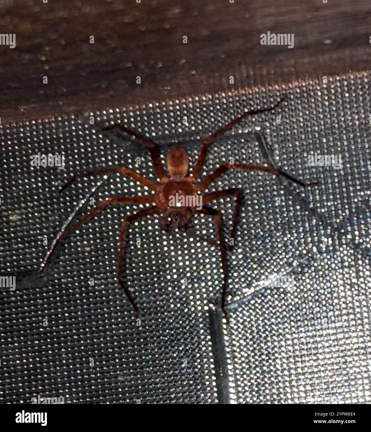 Huntsman Spiders (Sparassidae Stock Photo - Alamy