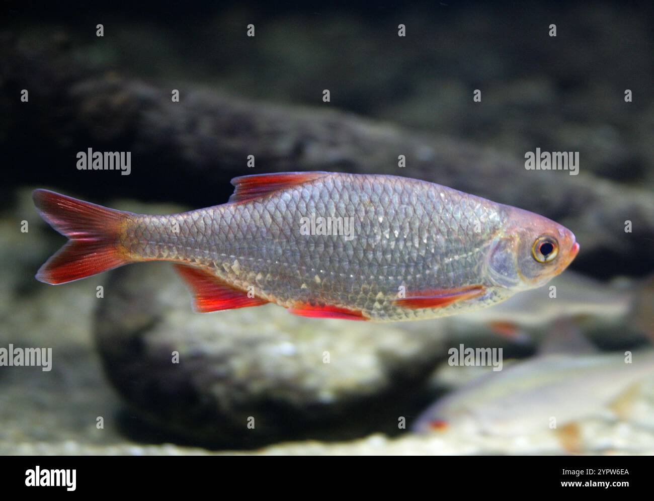 Common Rudd, Scardinius erythrophthalmus, Cyprinidae. A bentho-pelagic ...