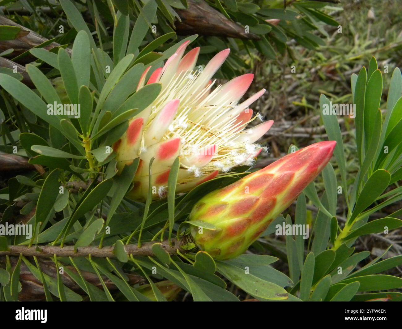 Common Sugarbush (Protea repens Stock Photo - Alamy