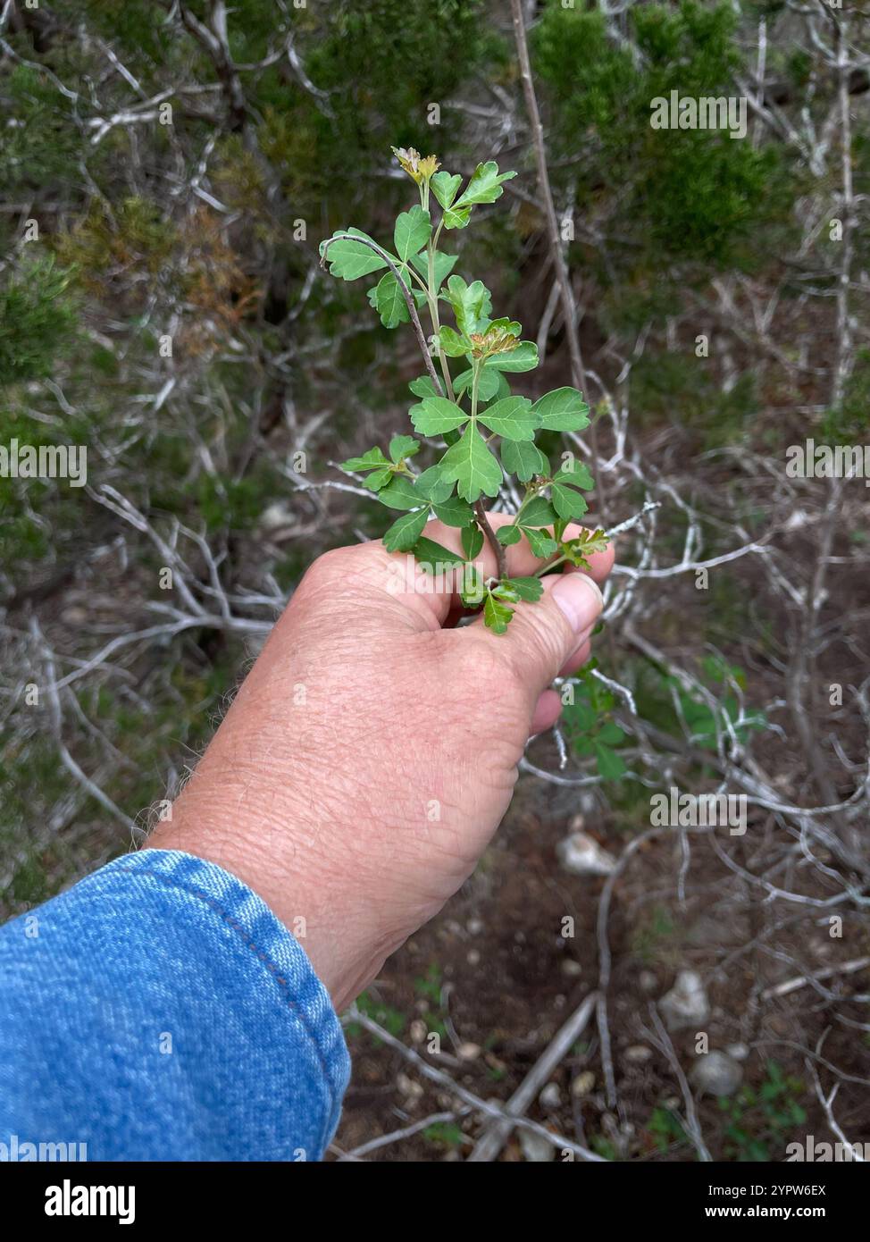 fragrant sumac (Rhus aromatica Stock Photo - Alamy