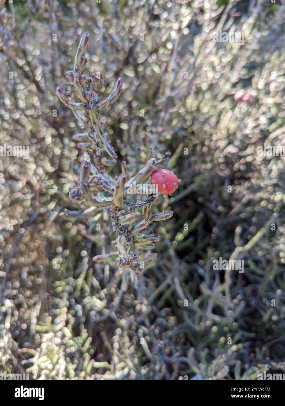 Christmas cholla (Cylindropuntia leptocaulis Stock Photo - Alamy