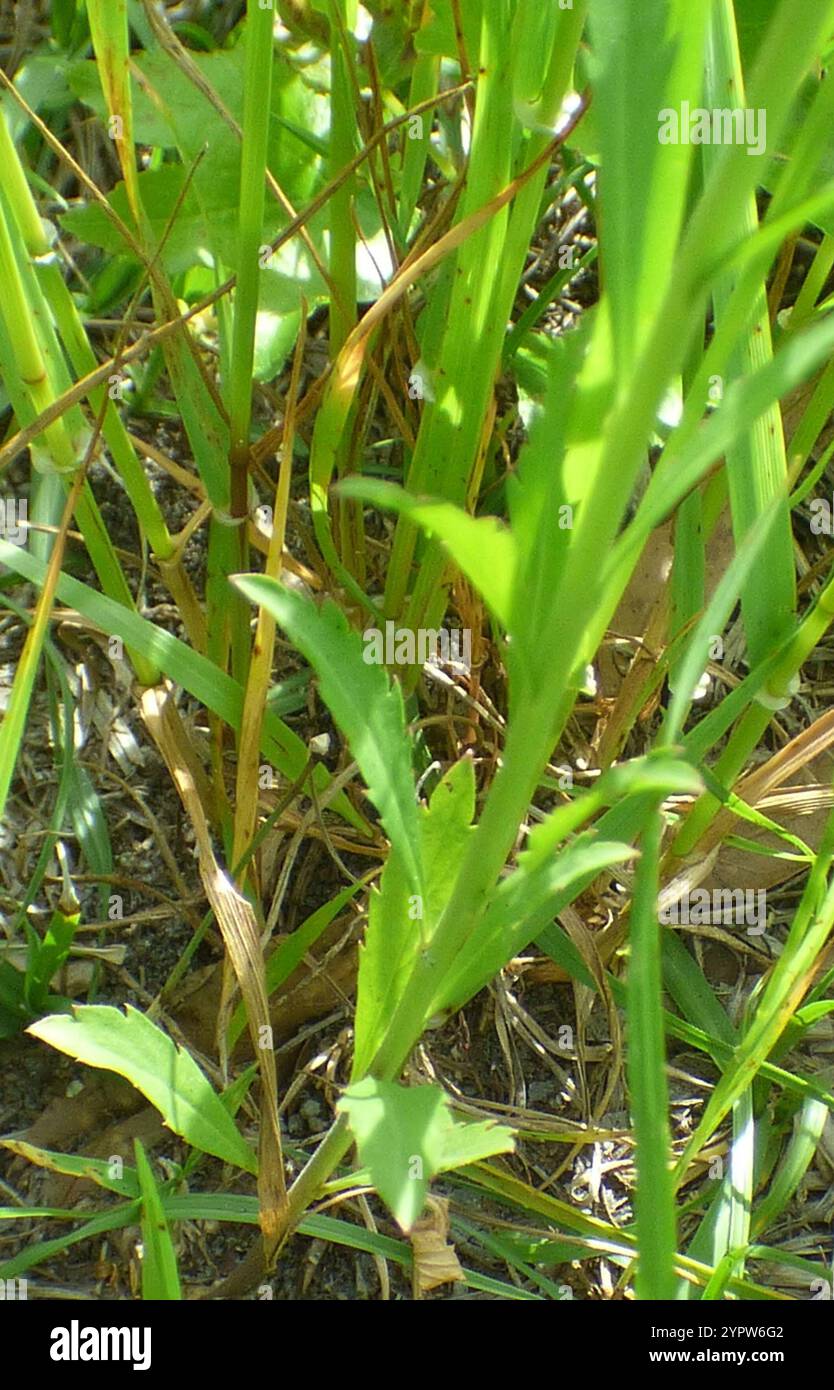 Virginia pepperweed (Lepidium virginicum Stock Photo - Alamy