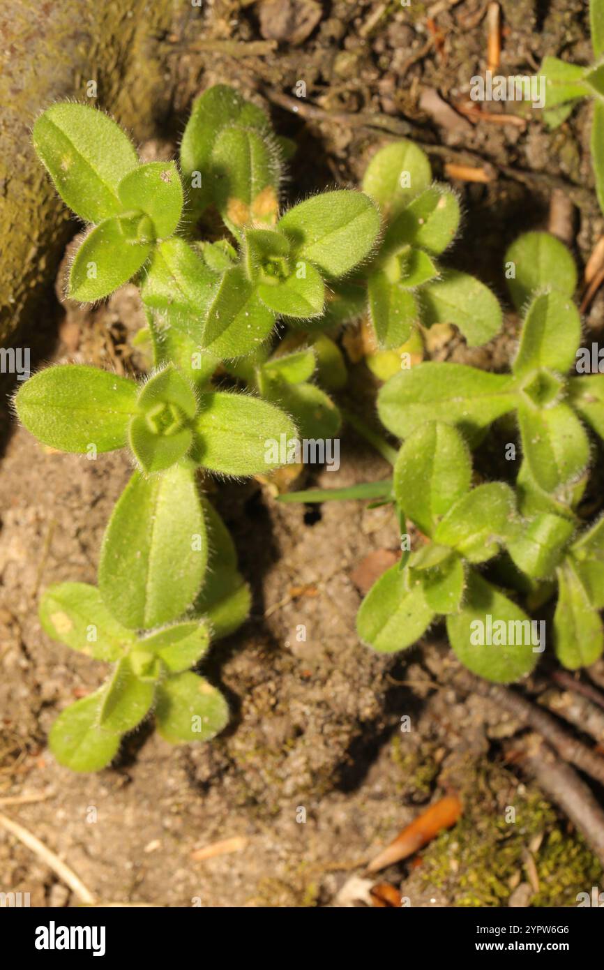 Sticky mouse-ear chickweed (Cerastium glomeratum Stock Photo - Alamy