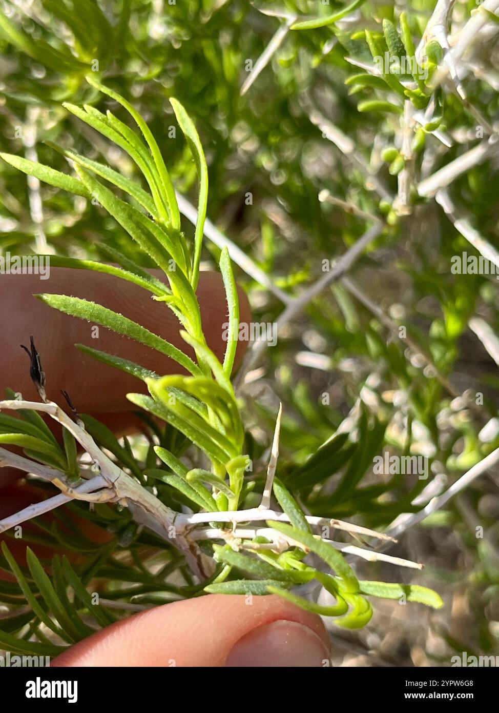 Sarcobatus vermiculatus hi-res stock photography and images - Alamy