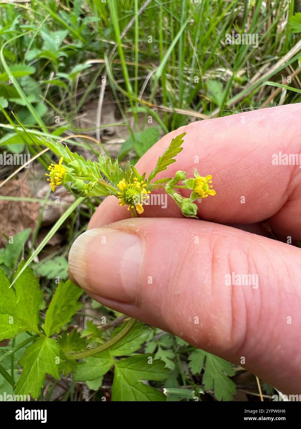 Spring Avens (Geum vernum Stock Photo - Alamy