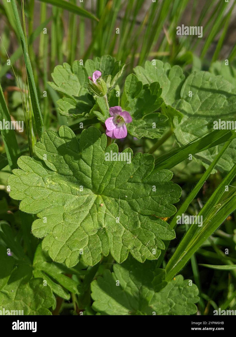Round-leaved Crane's-bill (Geranium rotundifolium Stock Photo - Alamy