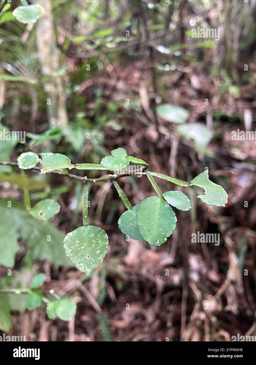 Poataniwha (Melicope simplex Stock Photo - Alamy