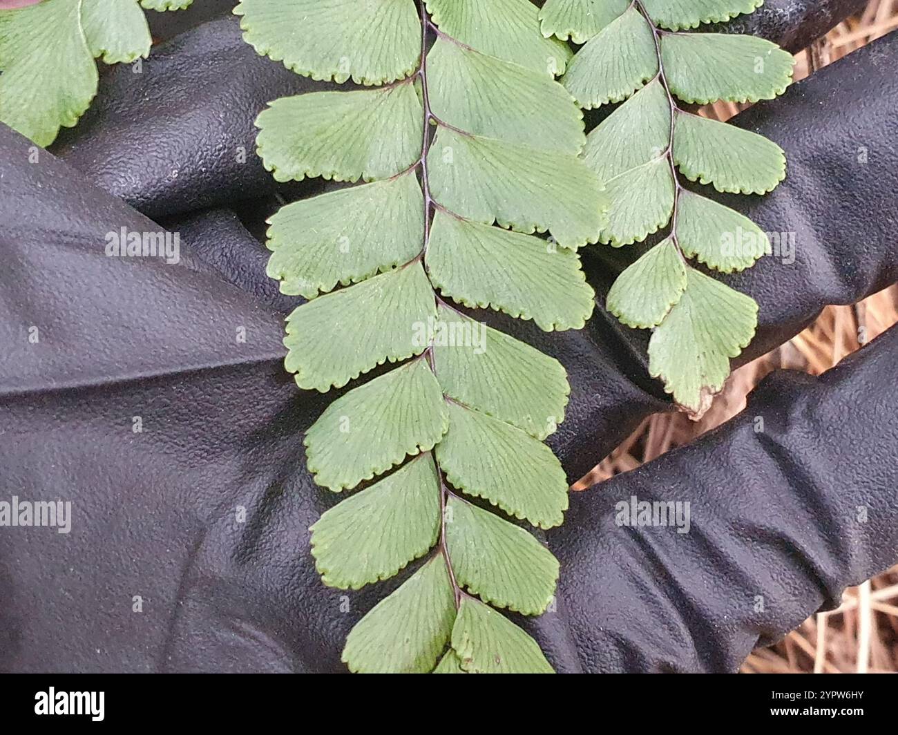Cunningham's maidenhair (Adiantum cunninghamii Stock Photo - Alamy