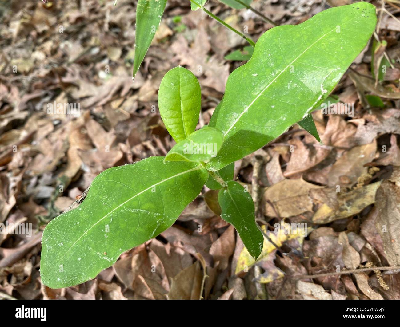 clasping milkweed (Asclepias amplexicaulis Stock Photo - Alamy