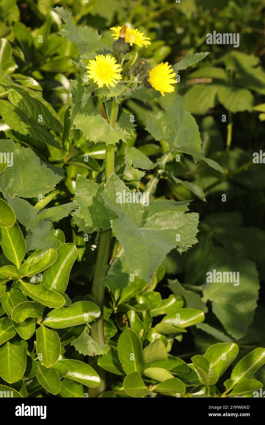 Common Sow-thistle (Sonchus oleraceus Stock Photo - Alamy