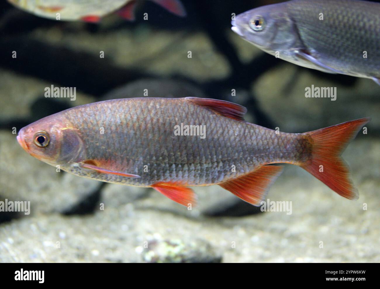 Common Rudd, Scardinius erythrophthalmus, Cyprinidae. A bentho-pelagic ...
