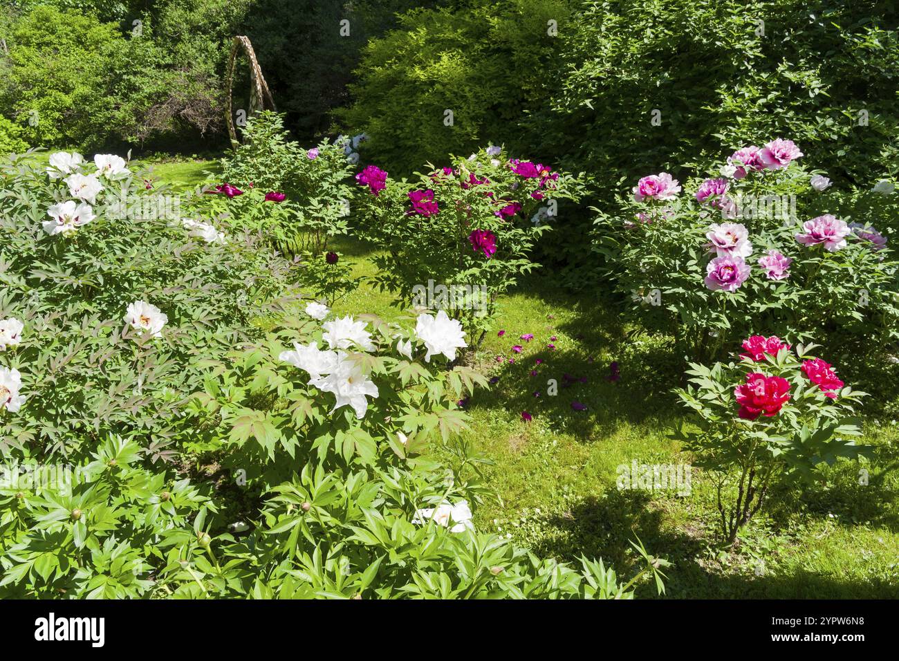 Tree peonies hi-res stock photography and images - Alamy