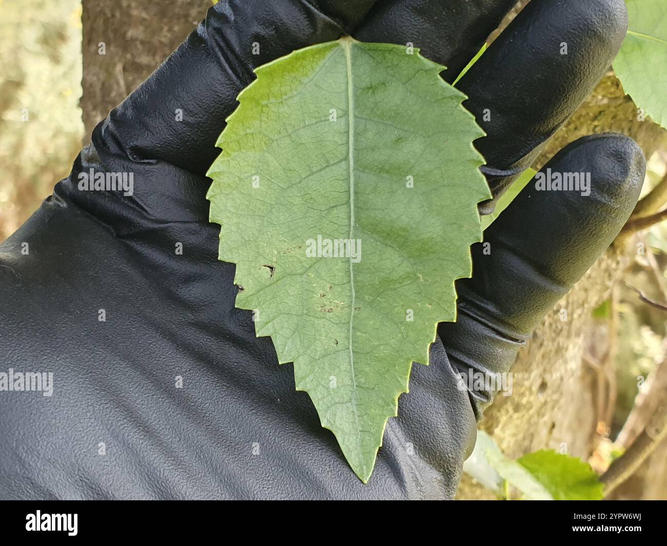 Hoheria populnea hi-res stock photography and images - Alamy