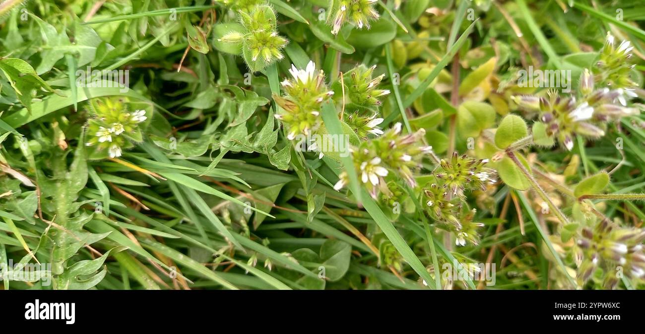 Sticky mouse-ear chickweed (Cerastium glomeratum Stock Photo - Alamy