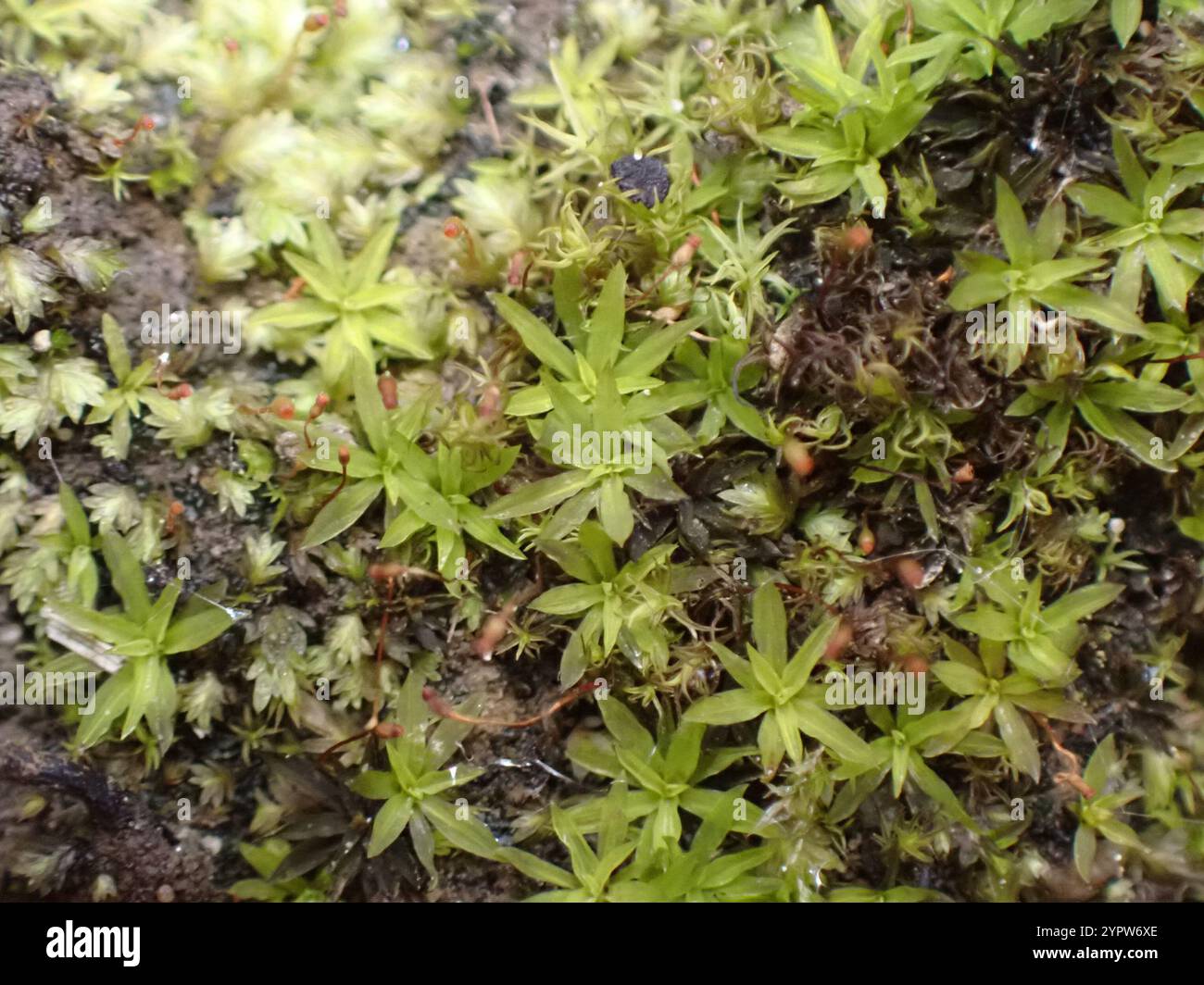 Green-tufted Stubble Moss (Weissia controversa Stock Photo - Alamy