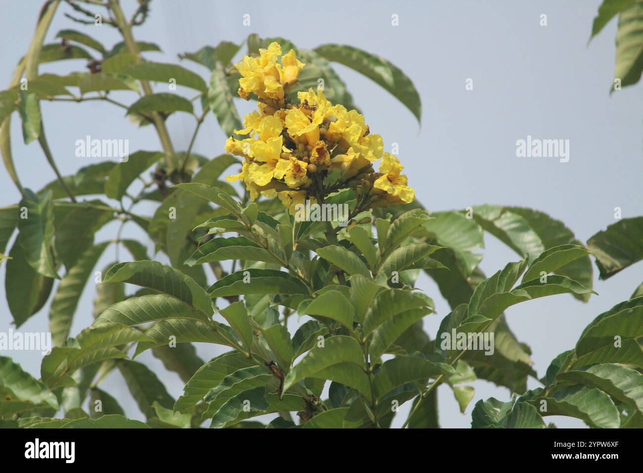 Yellow Flame Tree (Peltophorum pterocarpum Stock Photo - Alamy