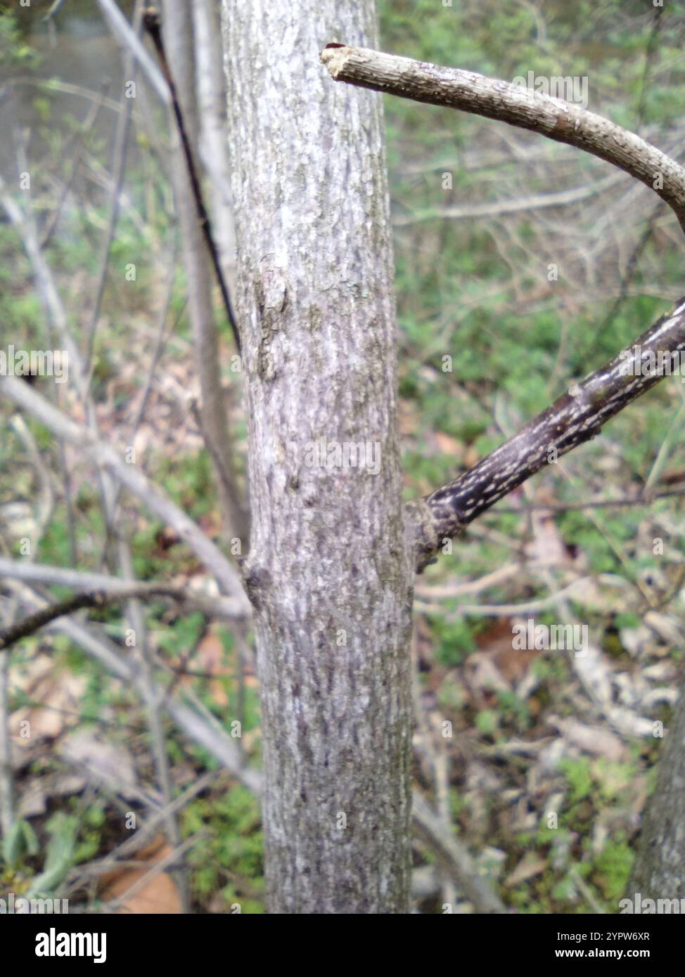 American bladdernut hi-res stock photography and images - Alamy