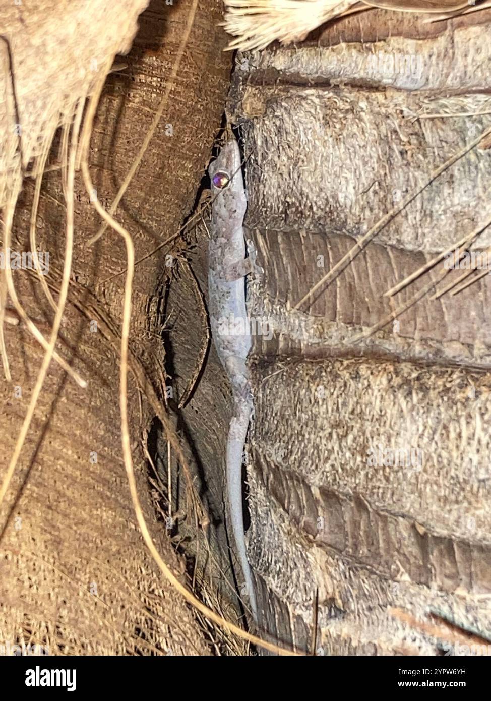 Tropical House Gecko (Hemidactylus mabouia Stock Photo - Alamy
