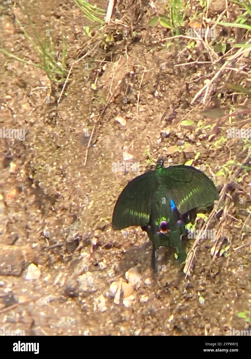Peacock Swallowtails and Allies (Achillides Stock Photo - Alamy