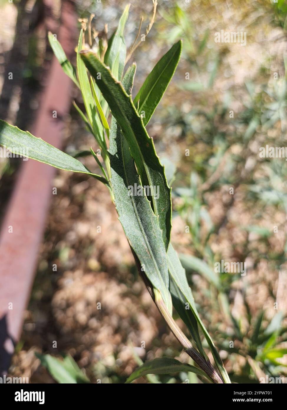mule fat (Baccharis salicifolia Stock Photo - Alamy
