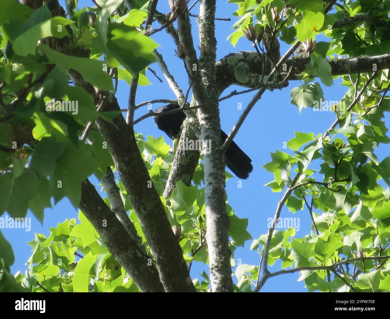 Fish Crow (Corvus ossifragus Stock Photo - Alamy