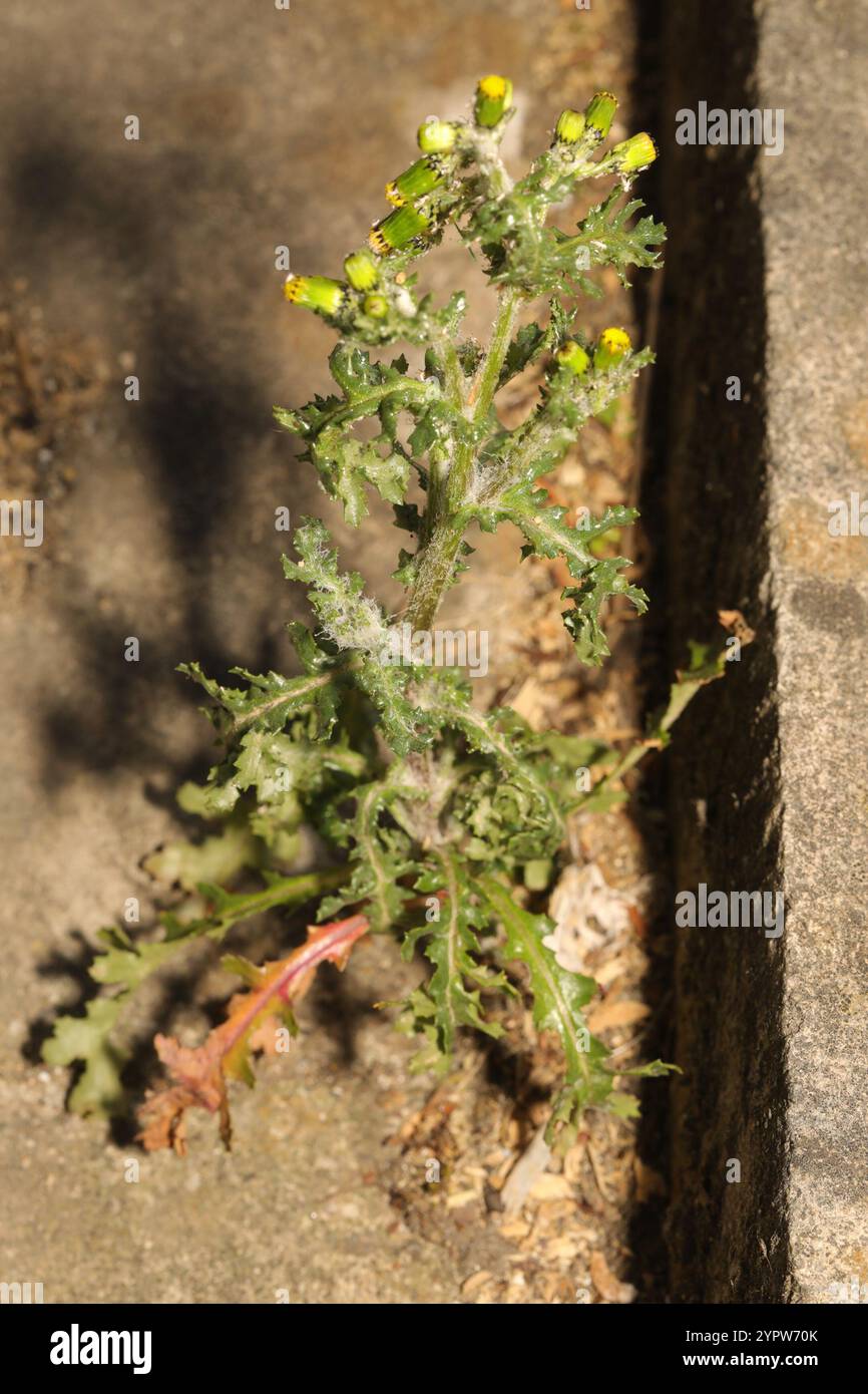 common groundsel (Senecio vulgaris Stock Photo - Alamy