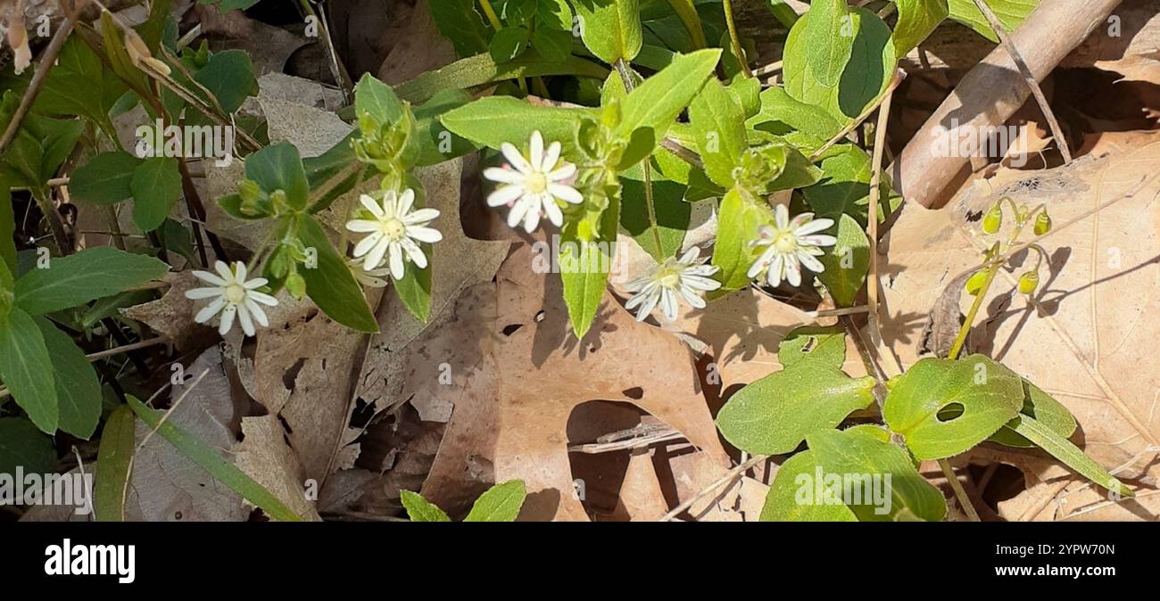 star chickweed (Stellaria pubera Stock Photo - Alamy