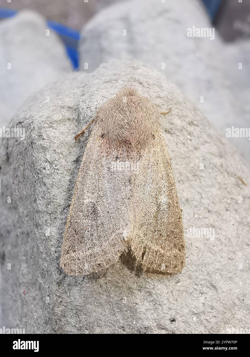 Common Quaker (Orthosia cerasi Stock Photo - Alamy