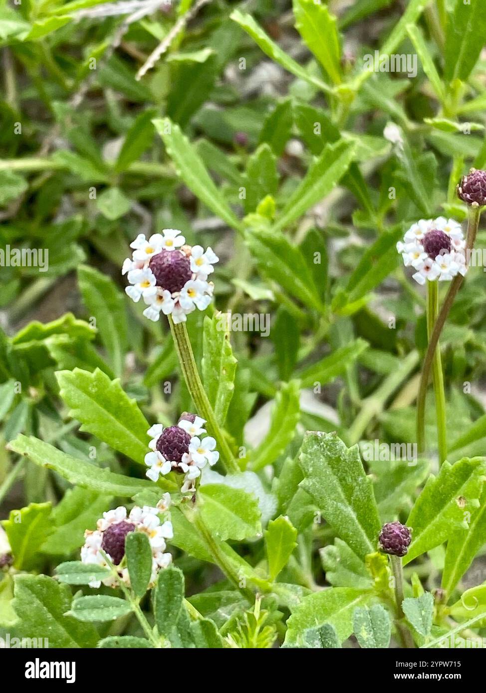 turkey tangle frogfruit (Phyla nodiflora Stock Photo - Alamy